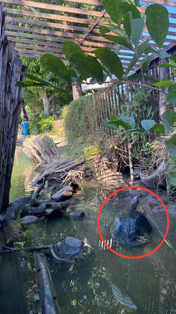 Yellow-headed Temple Turtle in January 2025 by wuttikarn · iNaturalist