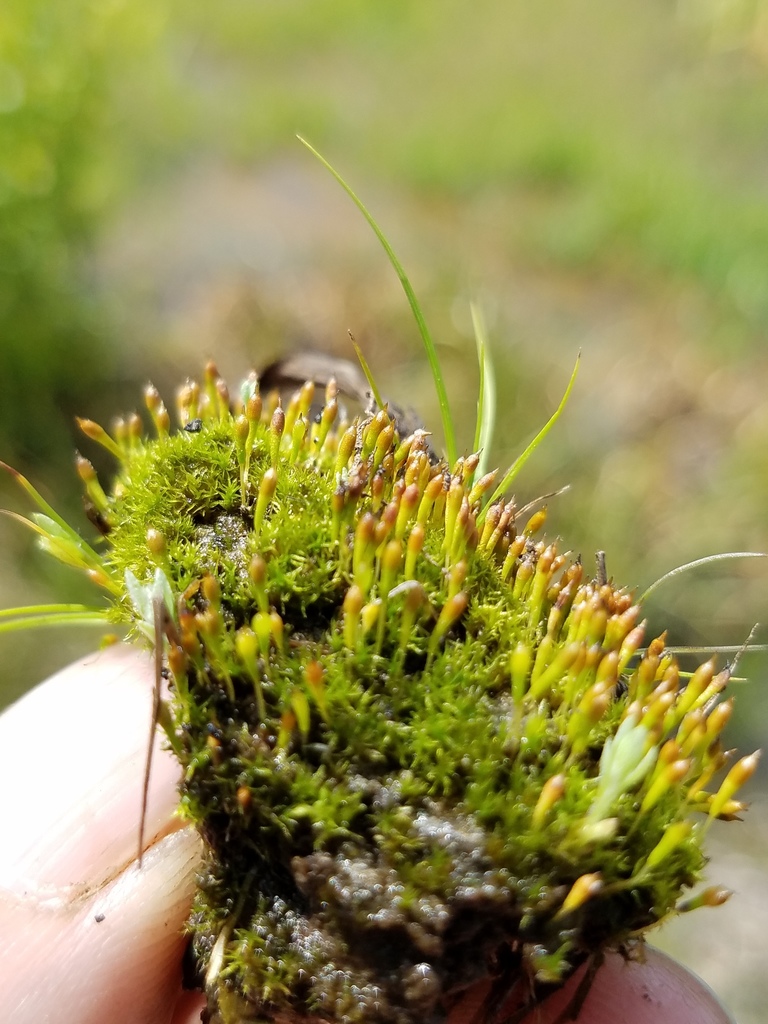 Bolander's bruchia (Bruchia bolanderi) - Botanical Realm