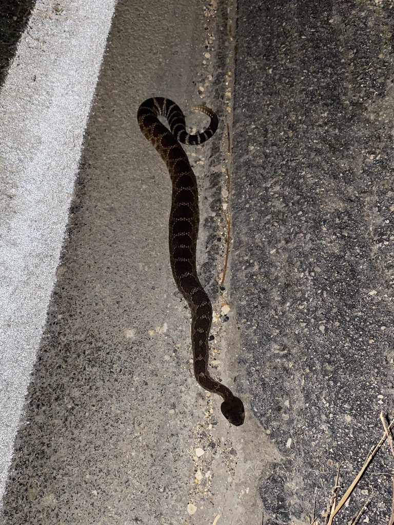 Southern Pacific Rattlesnake from Cuyama Hwy, Santa Maria, CA, US on ...