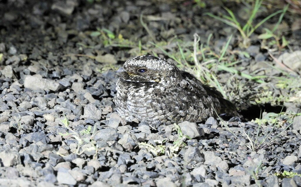 Common Poorwill from Umatilla County, OR, USA on May 19, 2024 at 12:29 ...
