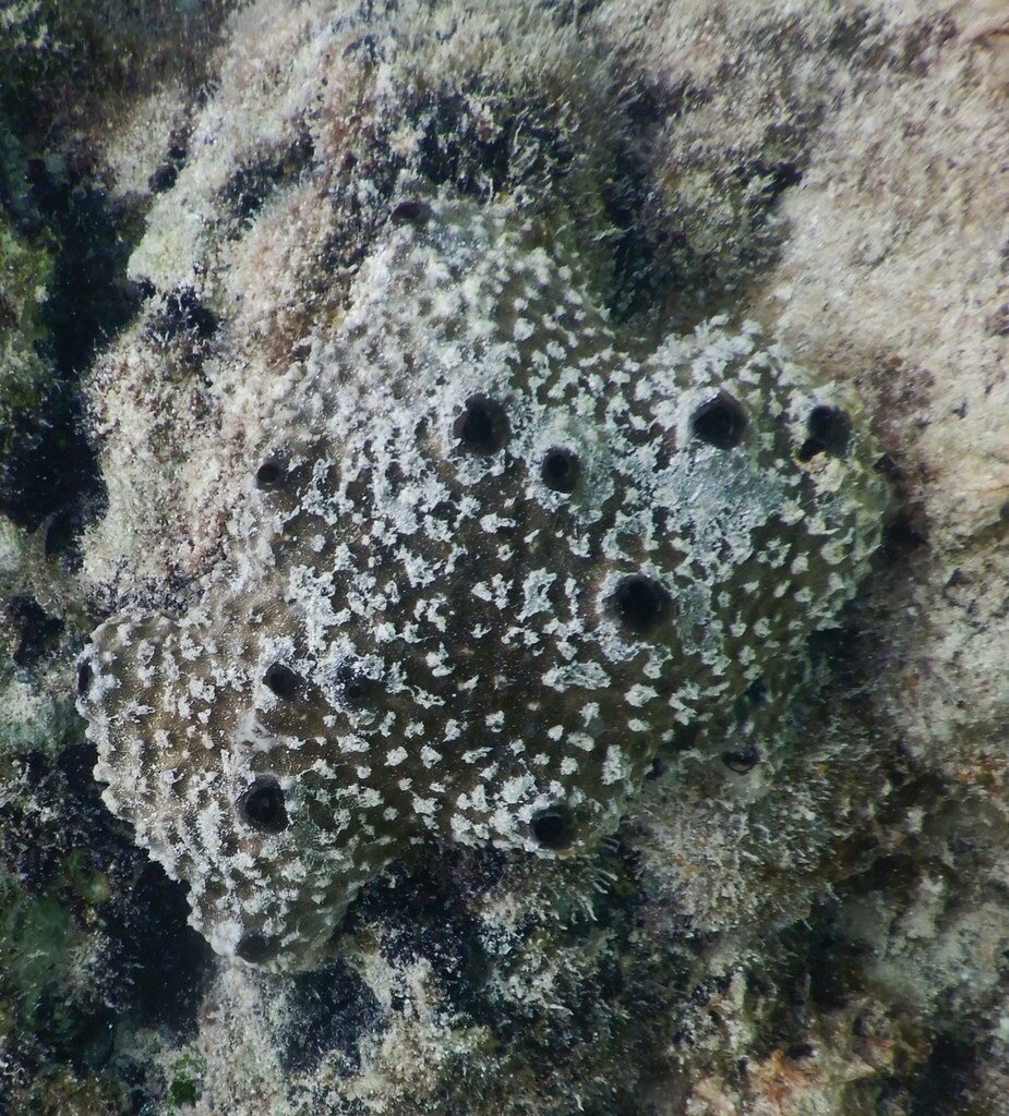 Stinker Sponge from Chill Island Beach, Coco Cay, The Bahamas on ...