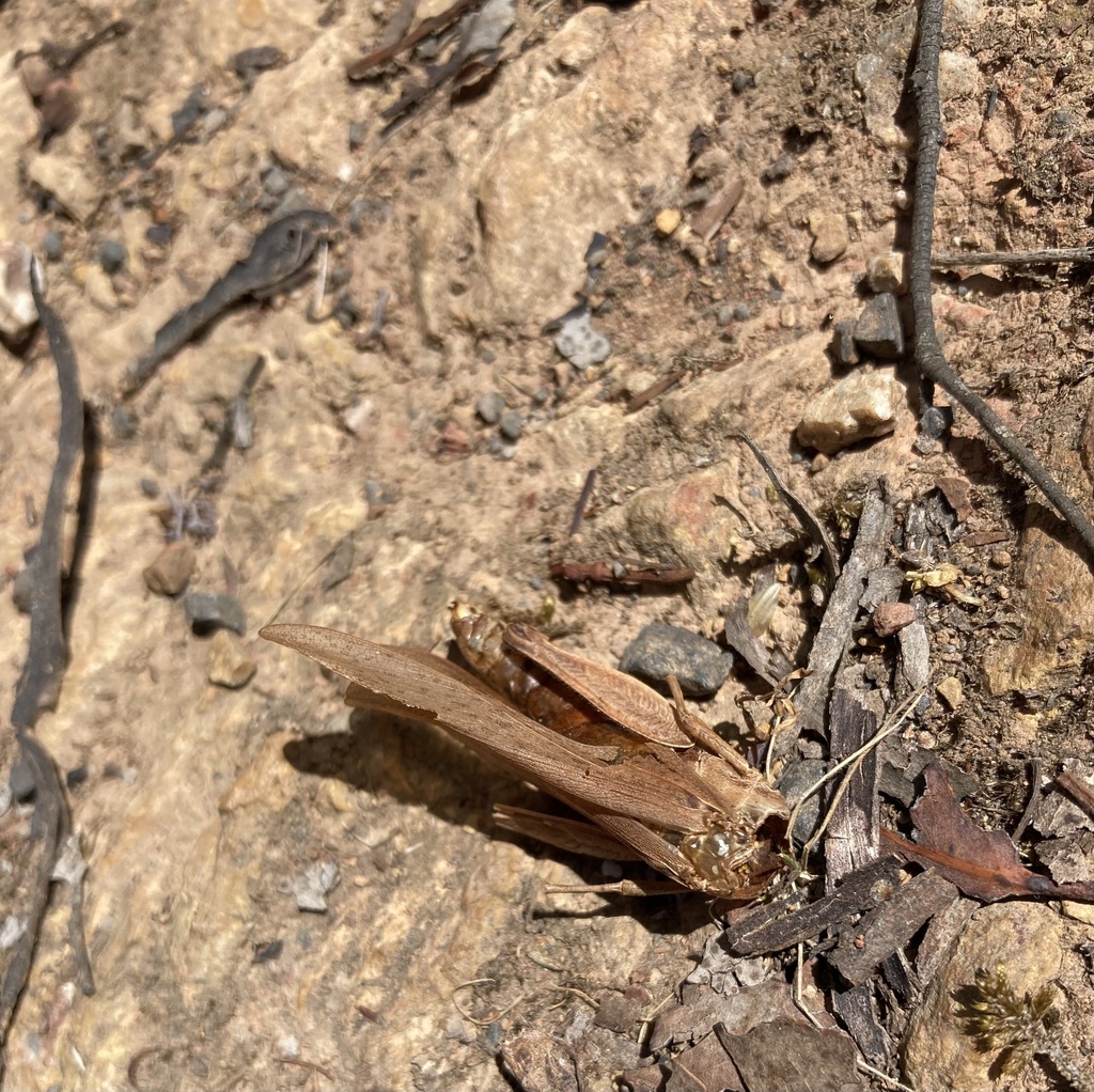 Common Gumleaf Grasshopper from Warrandyte State Park, Wonga Park, VIC ...