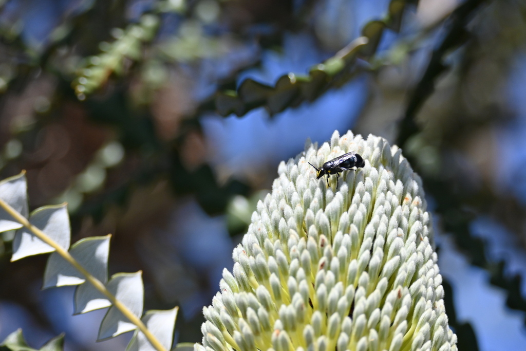 Banksia Masked Bee from Hopetoun (Hamersley Drive) WA 6348, Australia ...