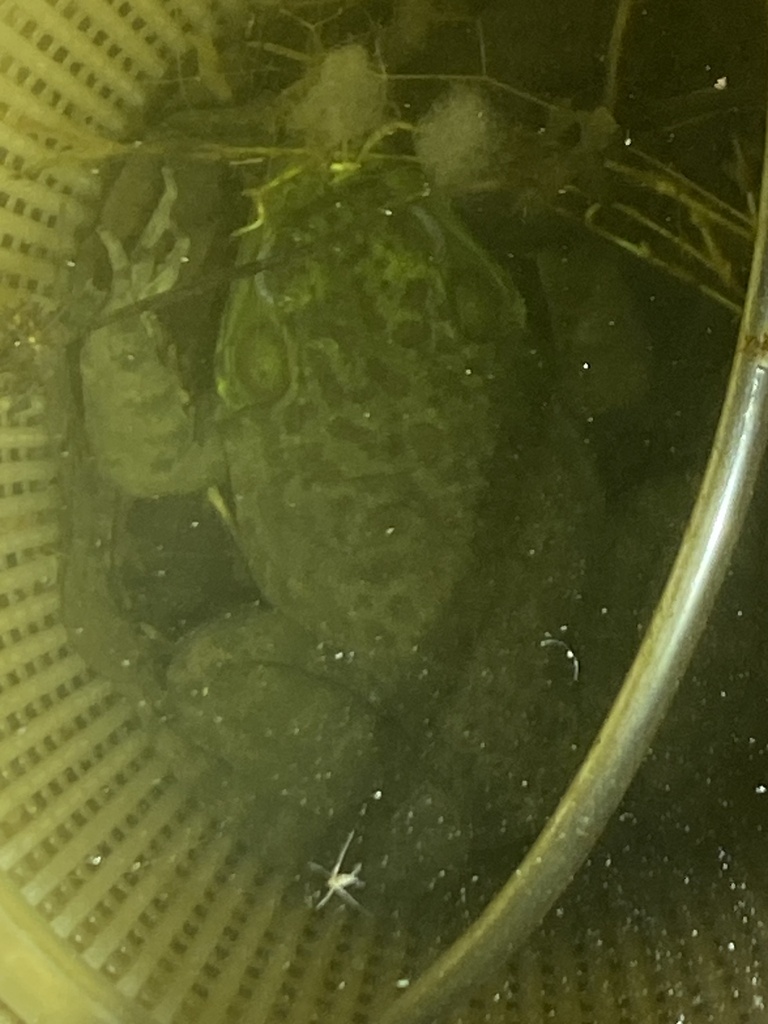 American Bullfrog from Hobbs Rd, Grand Bay, AL, US on December 31, 2024 ...