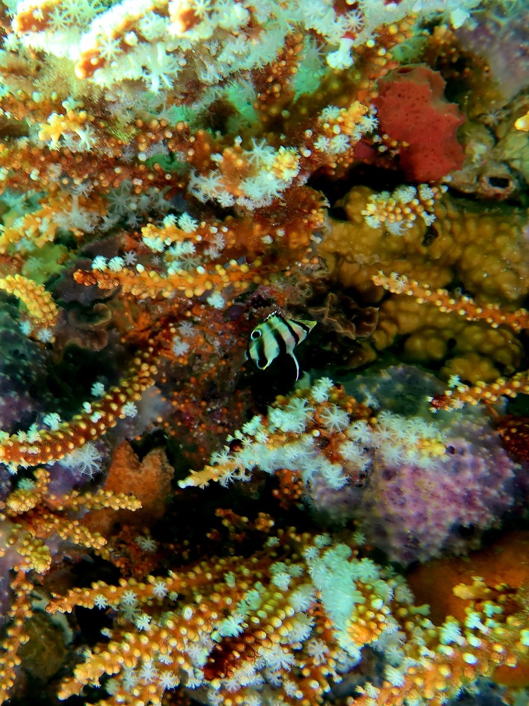 Western Talma from Port Hughes jetty on December 31, 2024 at 11:22 AM ...