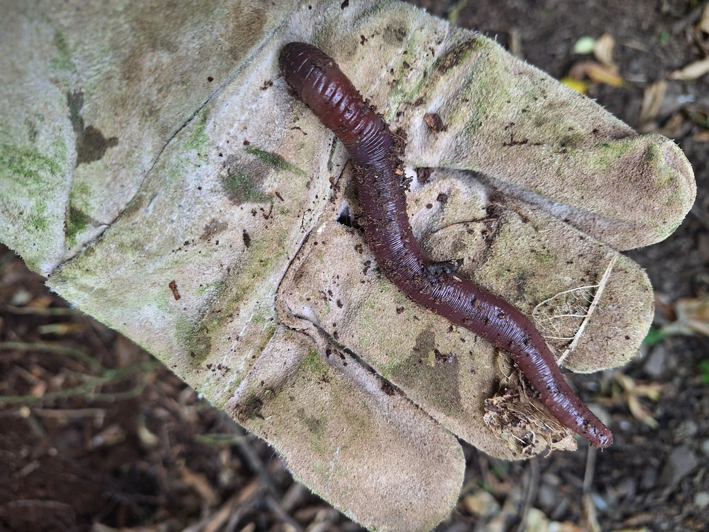 Giant Earthworms from Marlborough District, Marlborough, New Zealand on ...