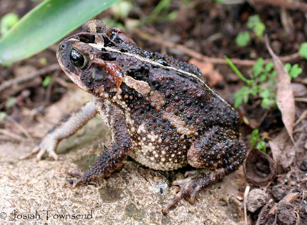 Incilius porteri (Herpetofauna of Honduras) · iNaturalist