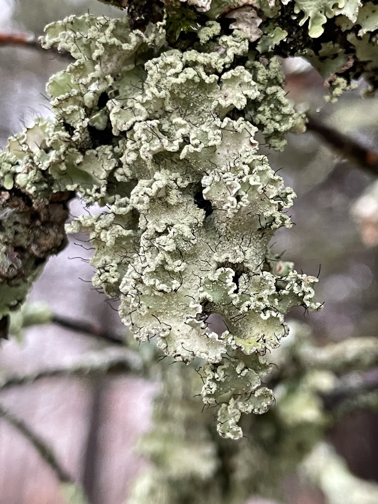 powdered ruffle lichen from June Rd, North Salem, NY, US on December 28 ...