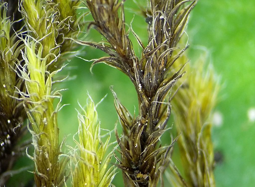 Bryomyces microcarpus rhacomitri from Coire an t-Snaechda on July 25 ...