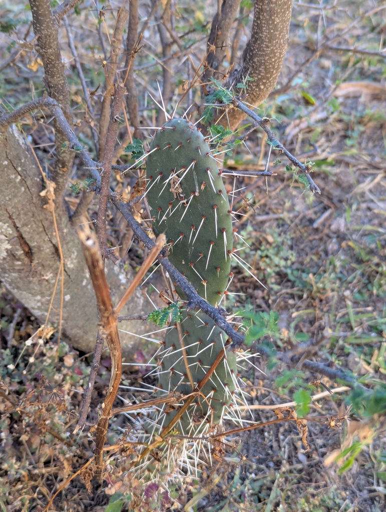 nopales y xoconostles desde 20508 Aguascalientes, Mexico el 29 de ...