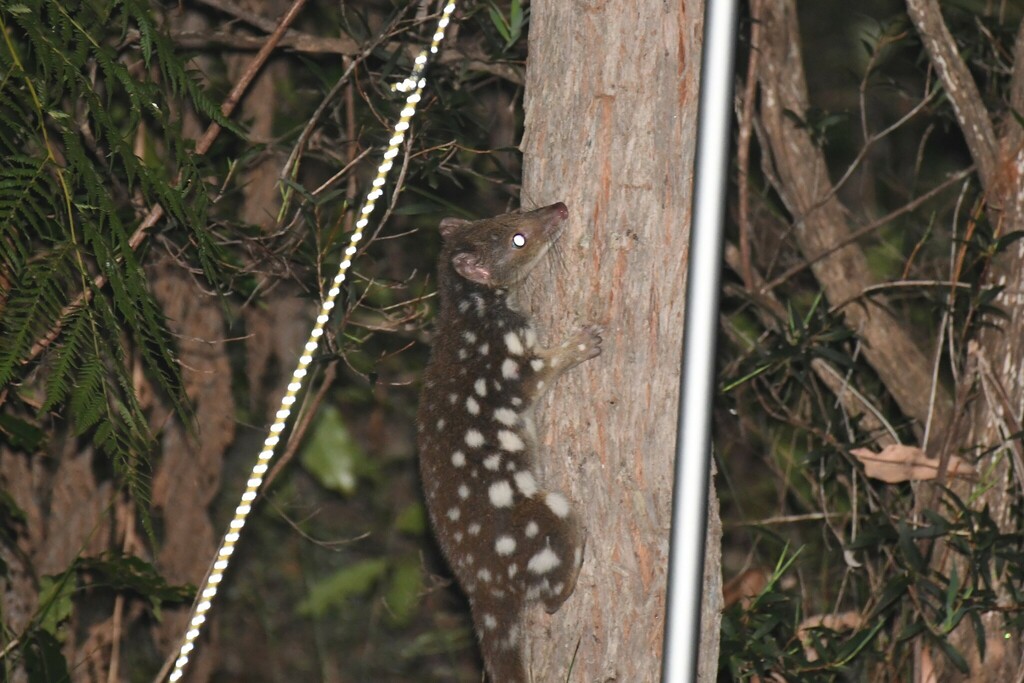 Spotted-tailed Quoll from Gibraltar Range NSW 2370, Australia on ...