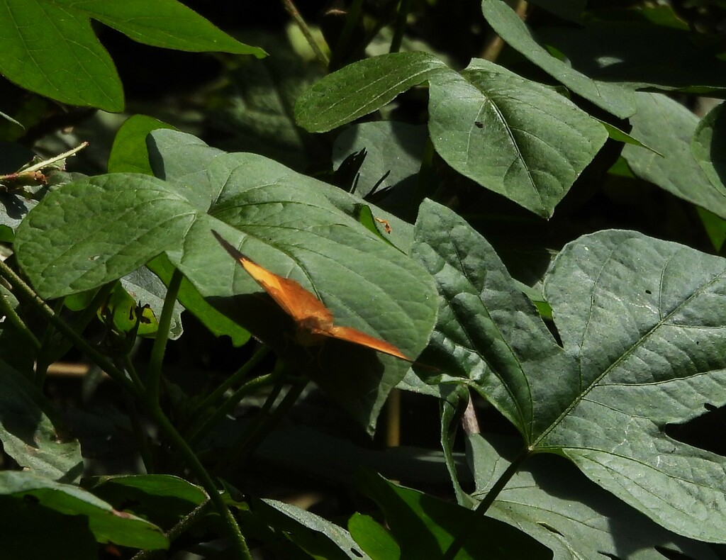 Butterflies and Moths from Kaimara, Karnataka 577101, India on November ...