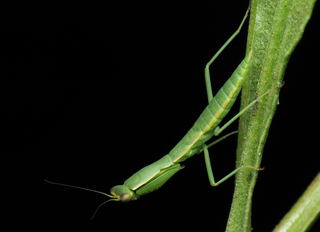 New Zealand Mantis from Oropi 3173, New Zealand on December 31, 2024 at ...