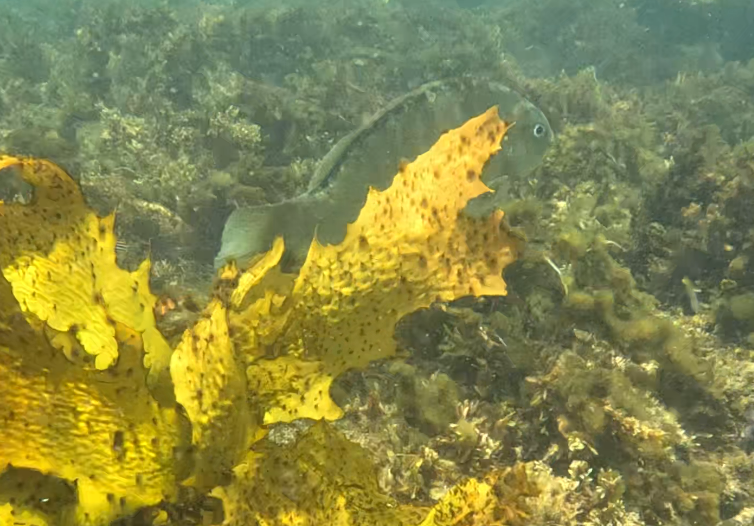 Luderick from Manly Beach, New South Wales, Australia on January 1 ...