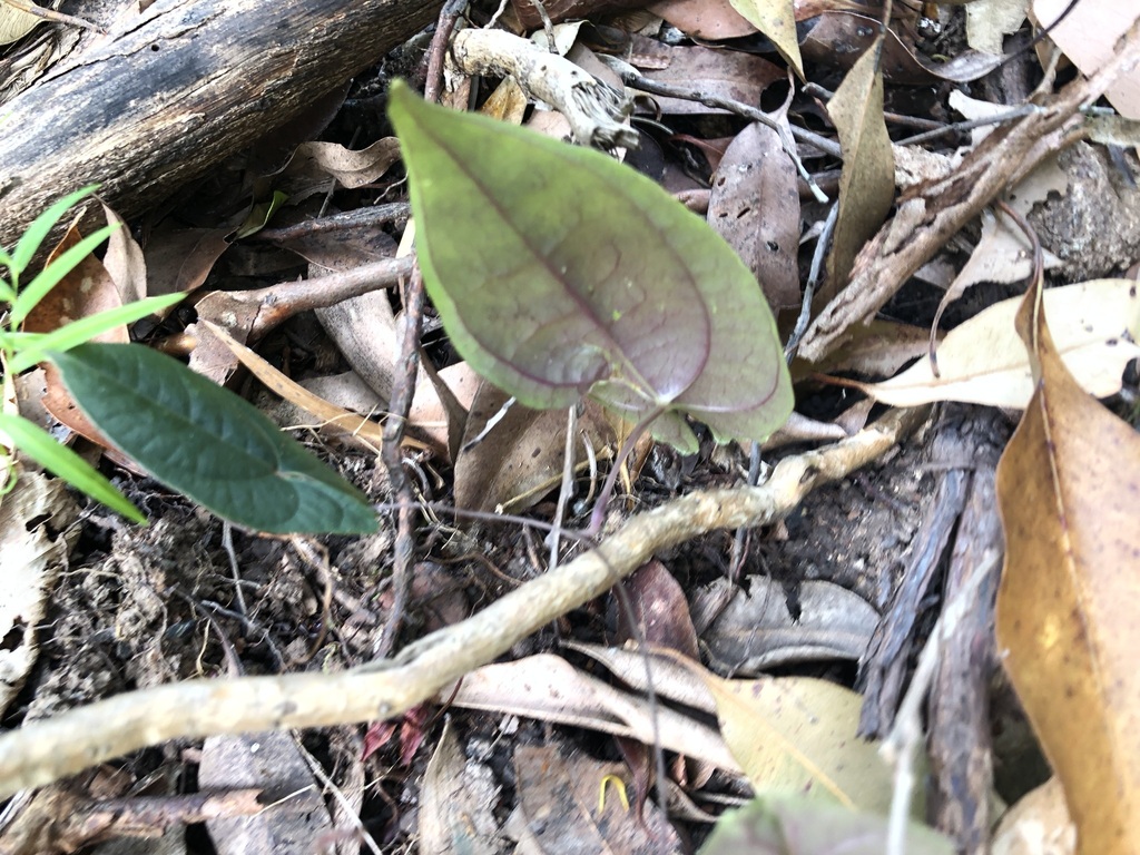 Common Yam Vine from Gold Coast QLD, Australia on December 29, 2024 at 07:29 AM by craigwelden ...