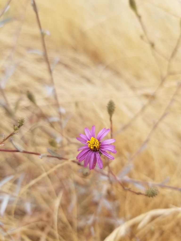 California Aster from Calabasas, CA 91301, USA on July 25, 2019 at 09: ...