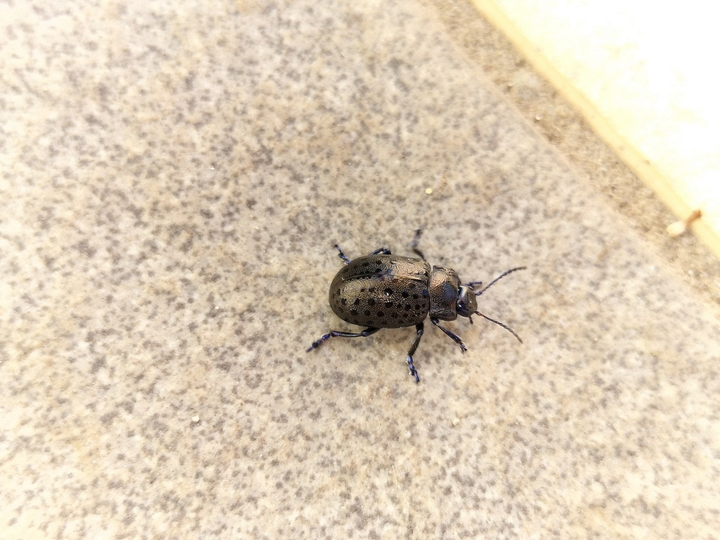 Chrysolina exanthematica exanthematica from 日本、〒190-0014 東京都立川市緑町3173 ...