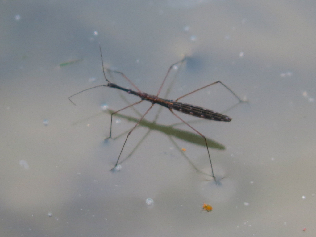 Common Water Measurer from ARE Fontanili Beneceto, Parma, Italy on ...