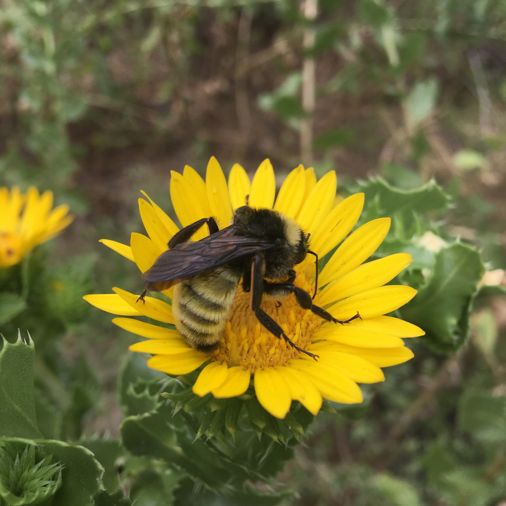 American Bumble Bee from 76135, Fort Worth, TX, US on August 18, 2016 ...