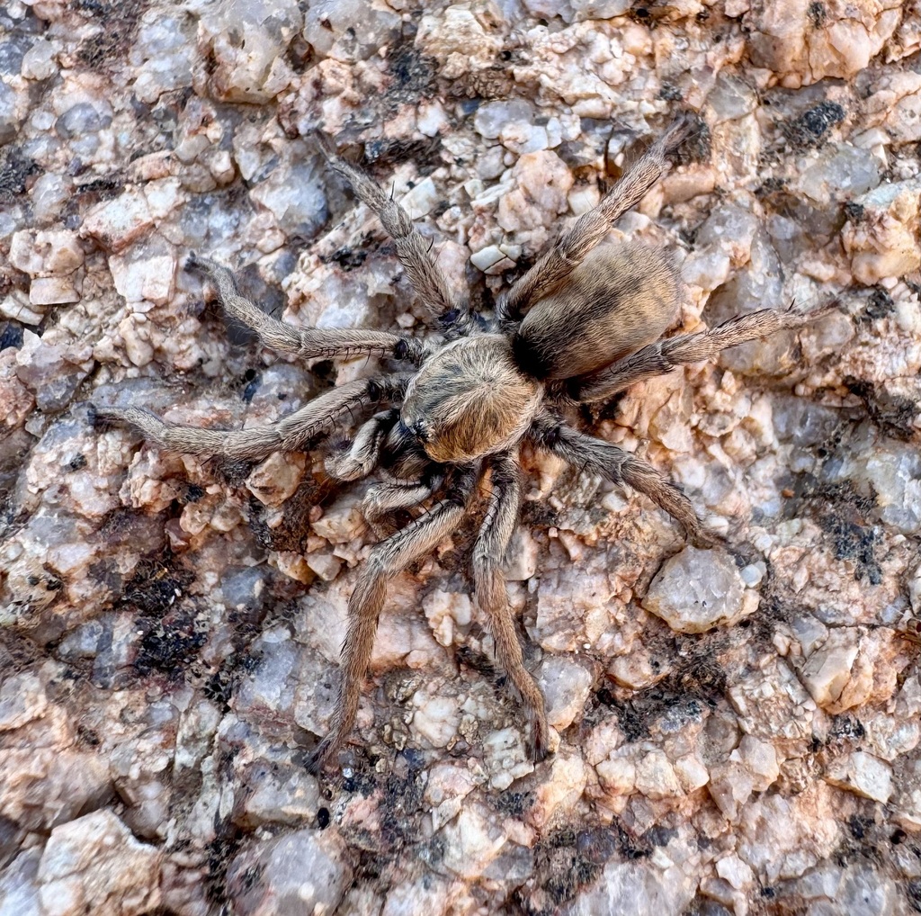 Ischnocolus mogadorensis from Tafraoute, Maroko on December 23, 2024 at ...