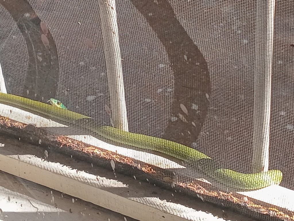 Common Bush Snake from Mbodiene, Senegal on January 01, 2025 at 11:14 ...