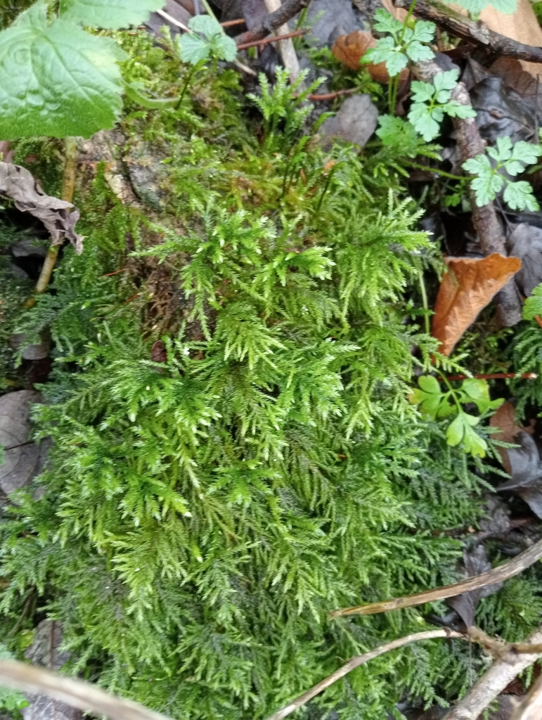 Fox-tail Feather-moss from Clifton Without, York, UK on January 01 ...