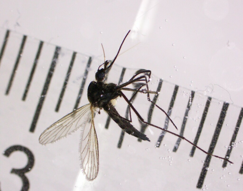 Culicine Mosquitoes from 中国青海省海北藏族自治州门源回族自治县 on August 15, 2024 at 11: ...