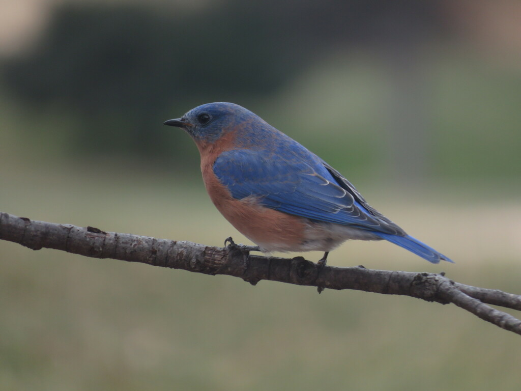 Eastern Bluebird from Frederick, MD, USA on December 31, 2024 at 02:24 ...