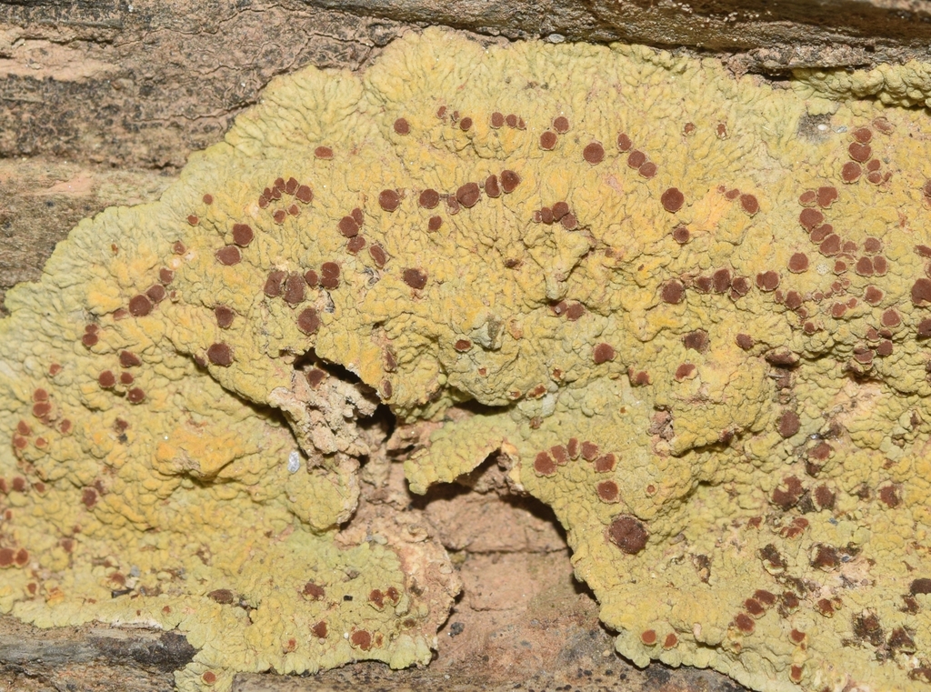 Scrambled Egg Lichen from Almería, España on January 1, 2025 at 12:44 ...