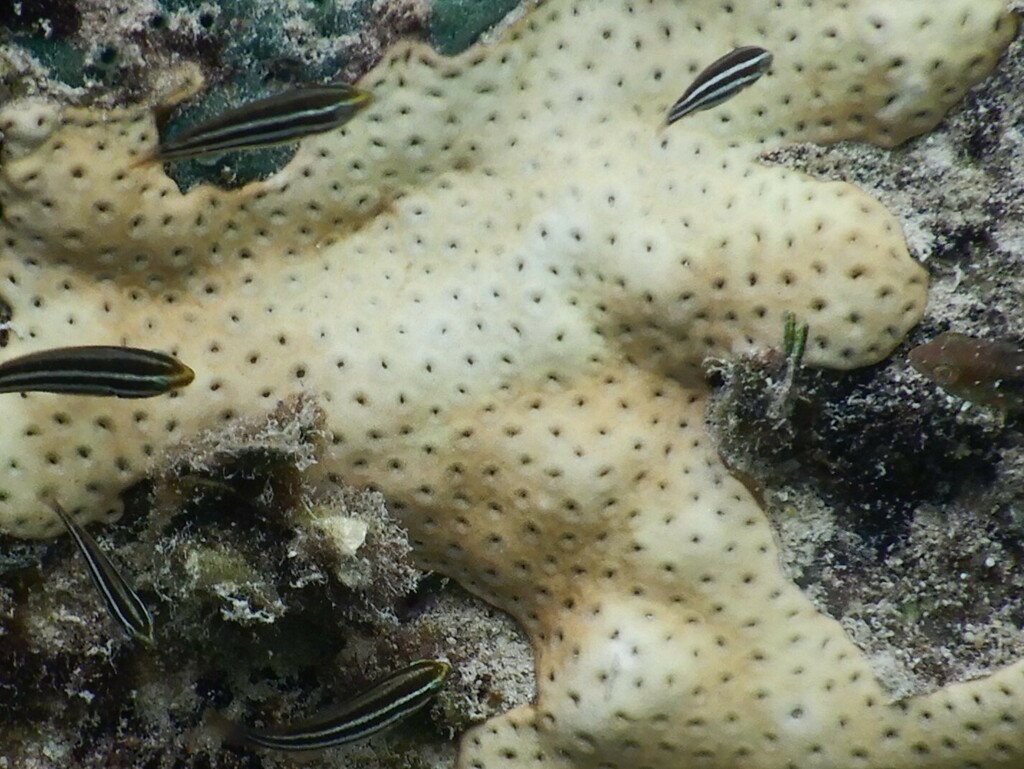 Caribbean Sea Mat from Chill Island Beach, Coco Cay, The Bahamas on ...