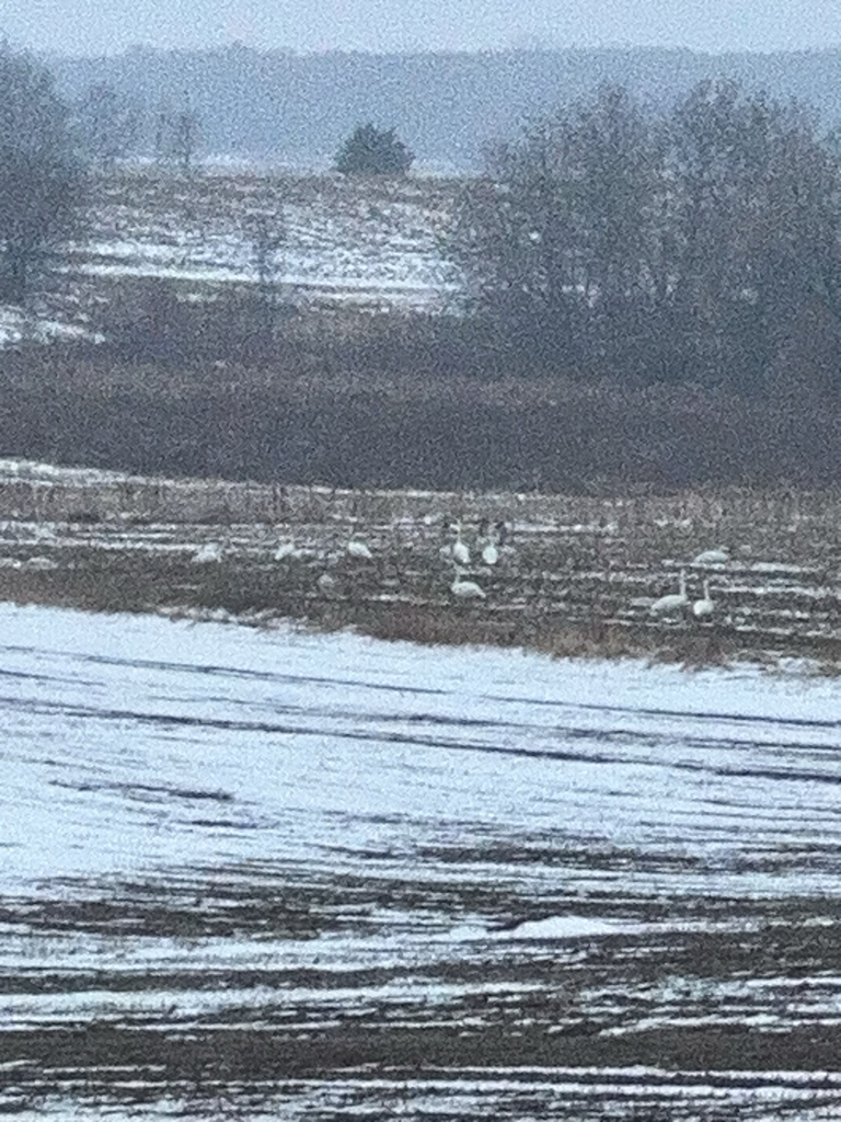 Trumpeter Swan from Scandia on December 26, 2024 at 04:16 PM by Ann ...