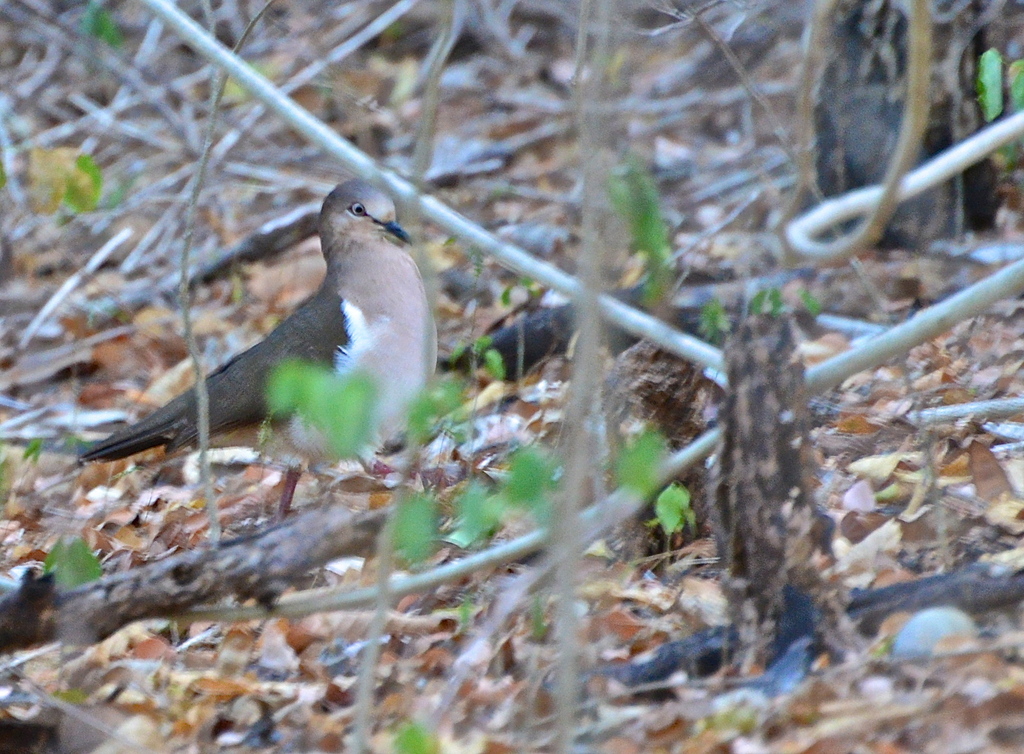 Grenada Dove in April 2013 by Jose · iNaturalist