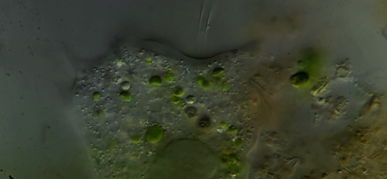 Paramoeba from Amagansett, NY, USA on December 28, 2024 at 11:57 AM by ...