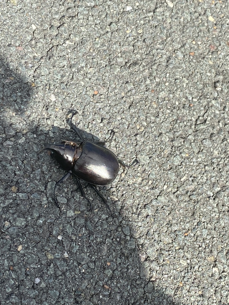 East Australian Rhinoceros Beetle from Sandgate Rd, Clayfield, QLD, AU ...