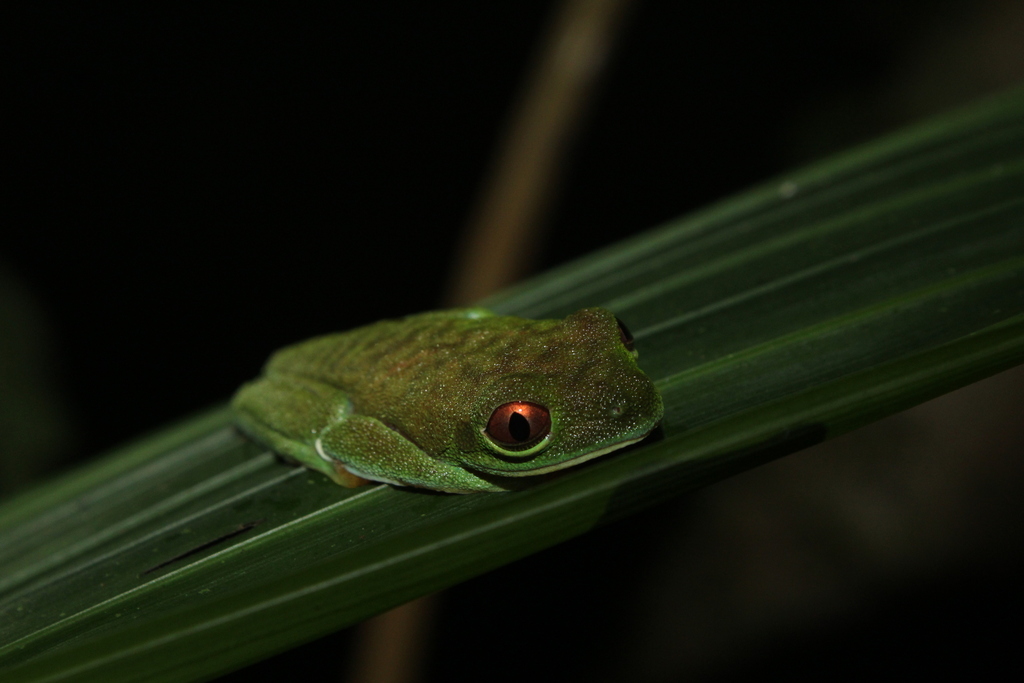 Parachuting Red-eyed Leaf Frog from Heredia, Sarapiquí, Costa Rica on ...