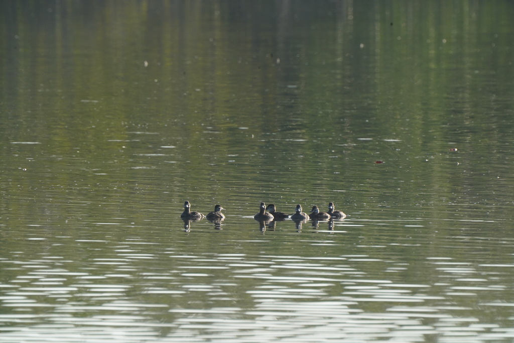 Ruddy Duck from Miami-Dade County, FL, USA on December 31, 2024 at 08: ...