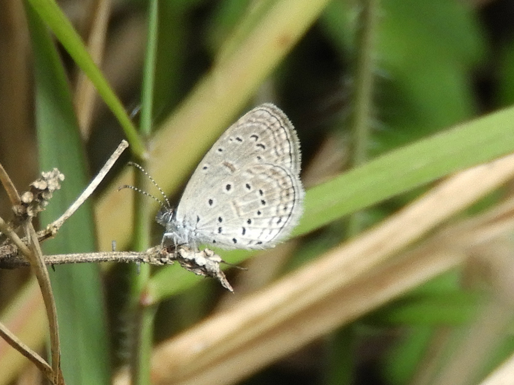Tiny Grass Blue from Nandi Hills, Kenya on January 9, 2023 at 11:08 AM ...
