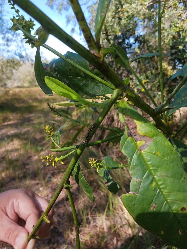 Underwing, Tiger, Tussock, and Allied Moths from Sidell, FL 34266, USA ...