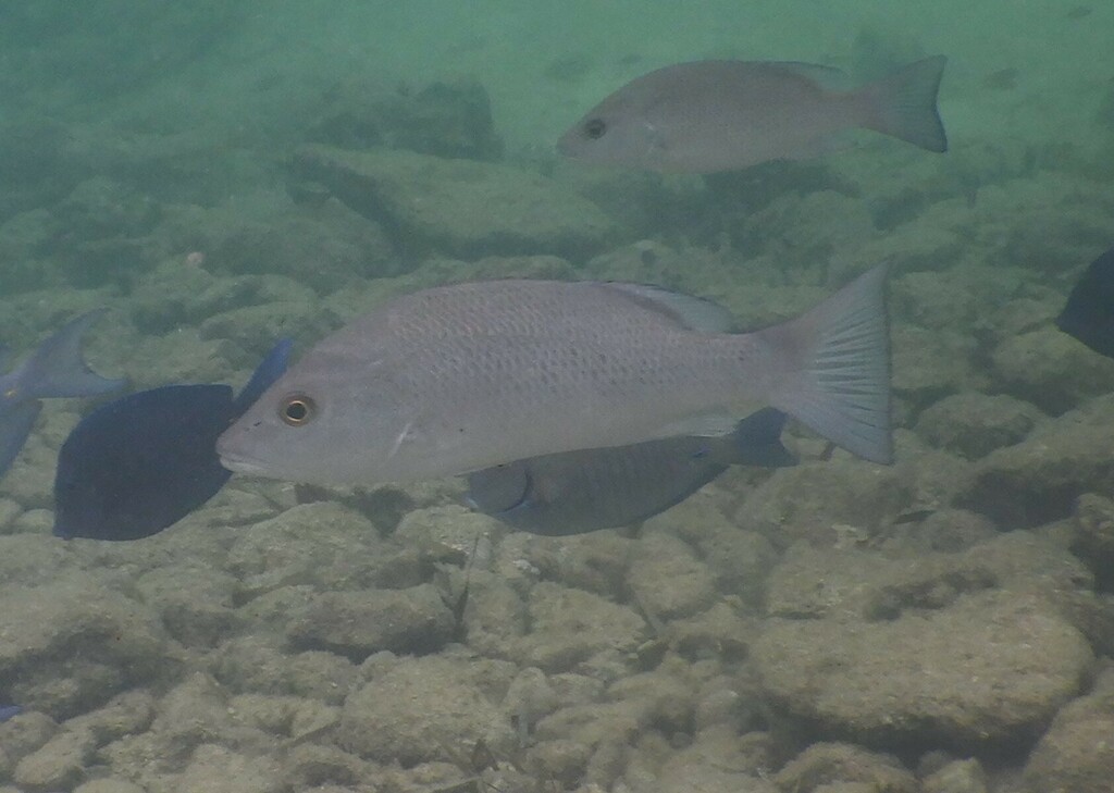 Gray Snapper from Chill Island Beach, Coco Cay, The Bahamas on ...