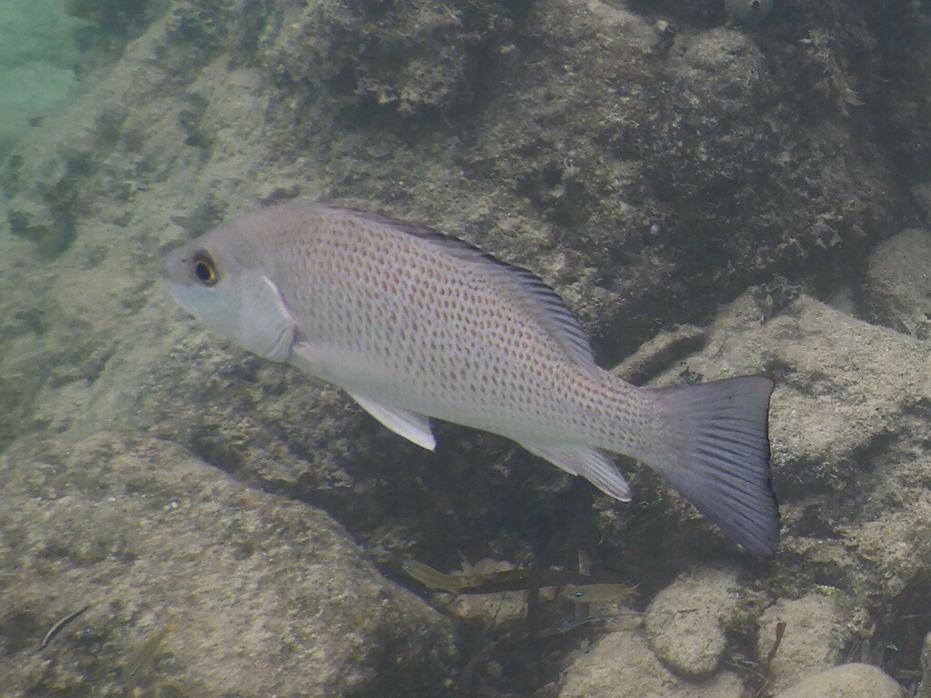 Gray Snapper from Chill Island Beach, Coco Cay, The Bahamas on ...