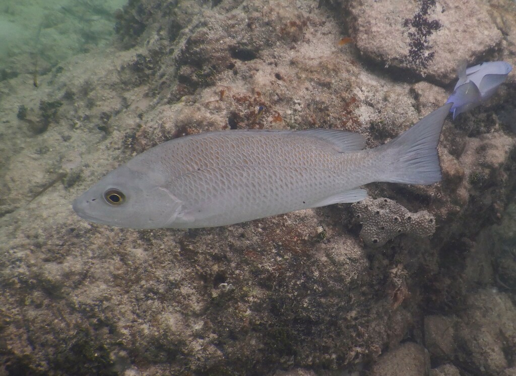 Gray Snapper from Chill Island Beach, Coco Cay, The Bahamas on ...