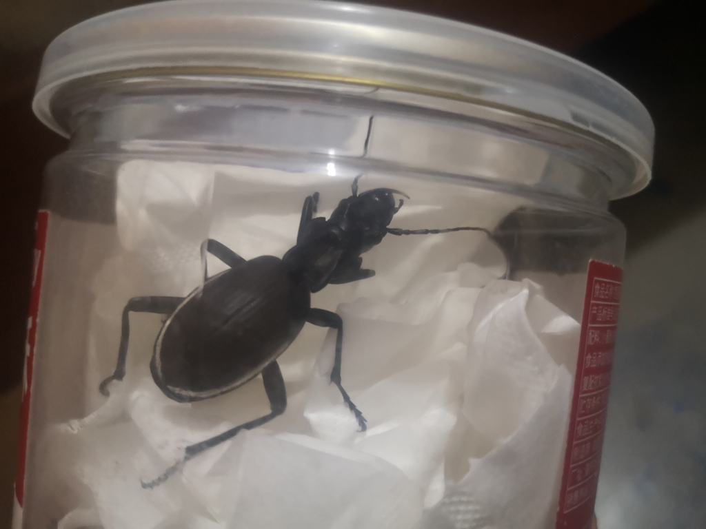 Anthia cinctipennis from Hardap, Namibia on January 1, 2025 at 10:14 PM ...