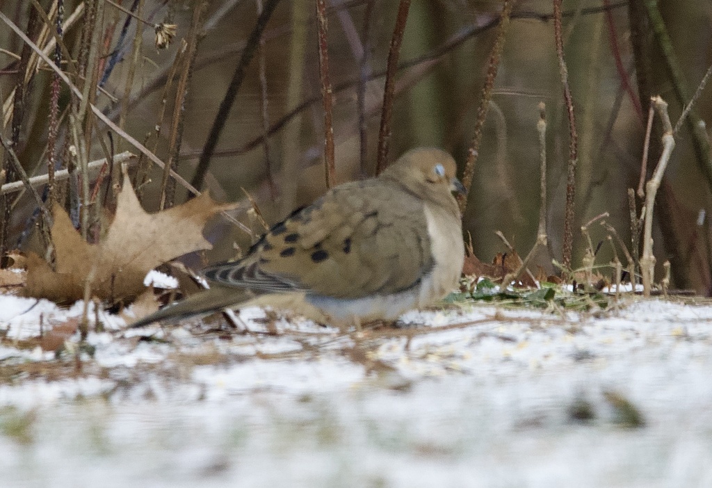 Mourning Dove from Swan Rd, Ogdensburg, WI, US on January 1, 2025 at 02 ...
