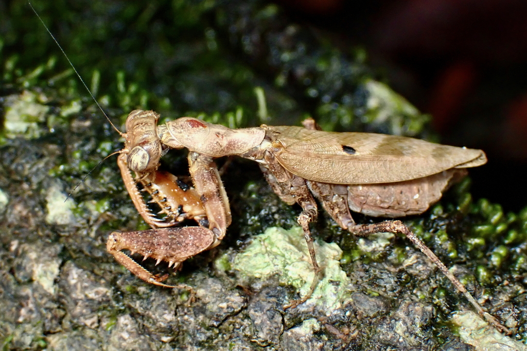 Raptrix perspicua from Apatou, Guyane française on January 01, 2025 at ...