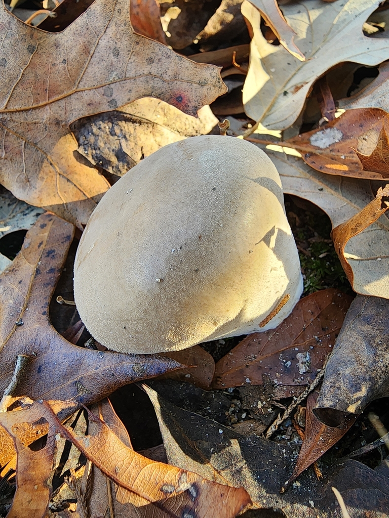 Smooth Puffball from Elgin, SC, USA on January 01, 2025 at 03:38 PM by blakewxb · iNaturalist
