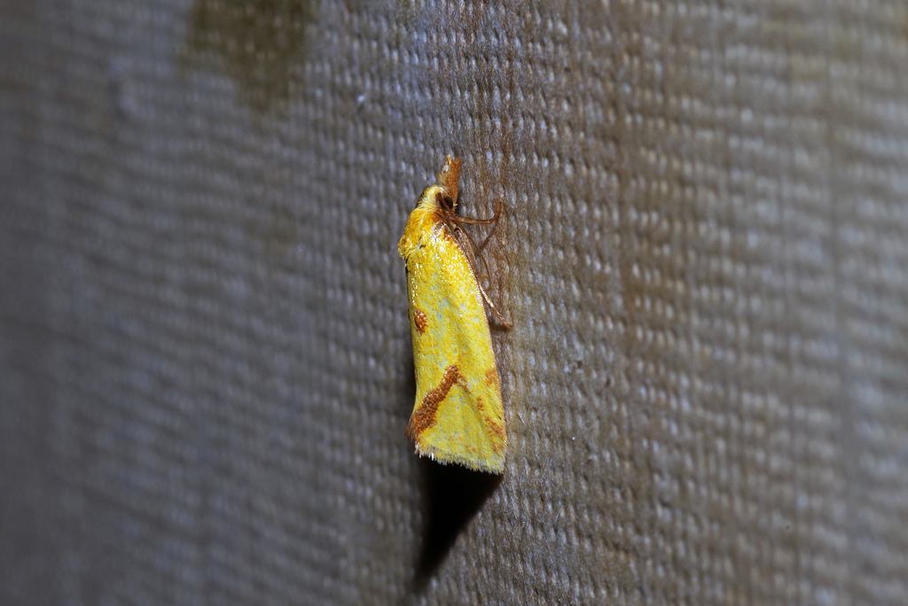 Common Yellow Conch from 45290 Nogent-sur-Vernisson, France on July 25 ...