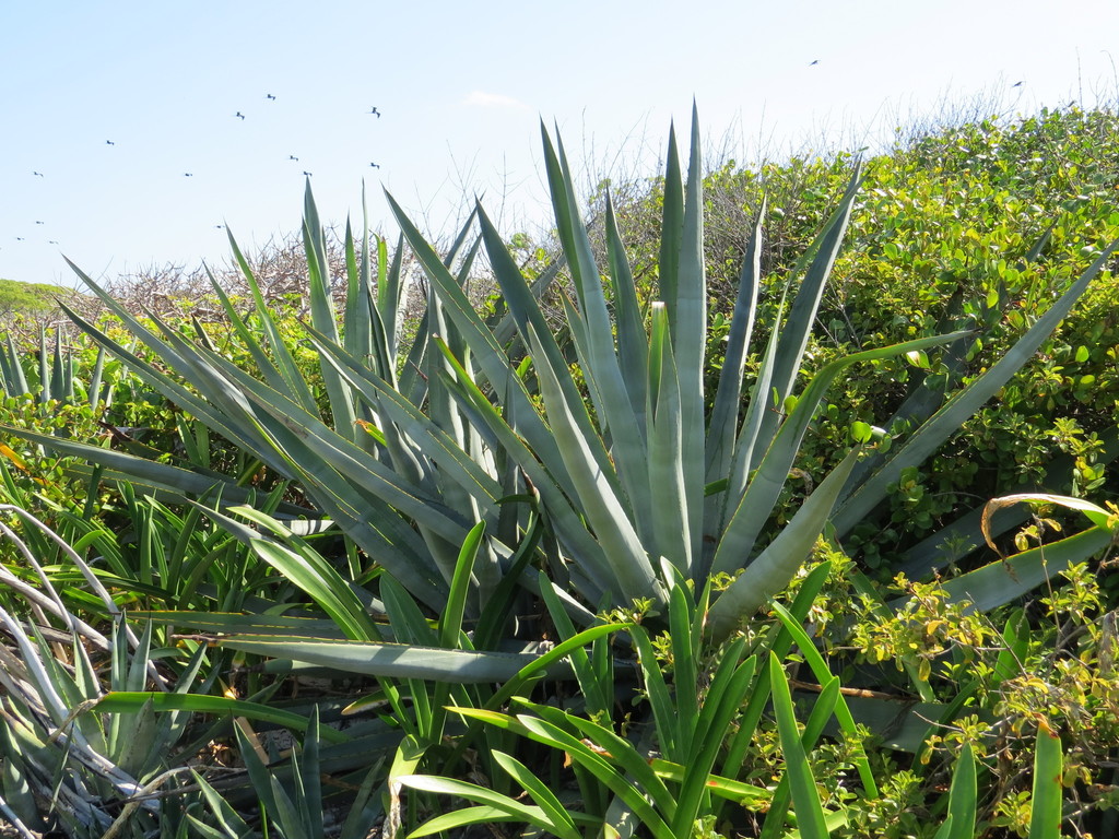century plants from Isla Contoy on April 11, 2016 at 10:10 AM by ...