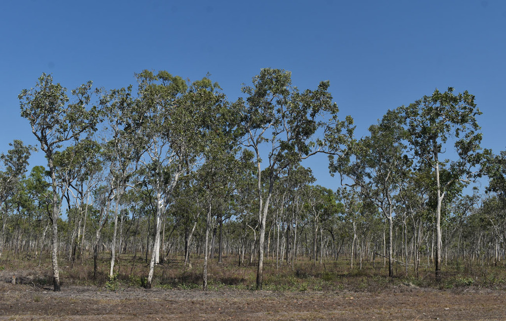 Broad Leaved Tea Tree (Melaleuca viridiflora) - Botanical Realm