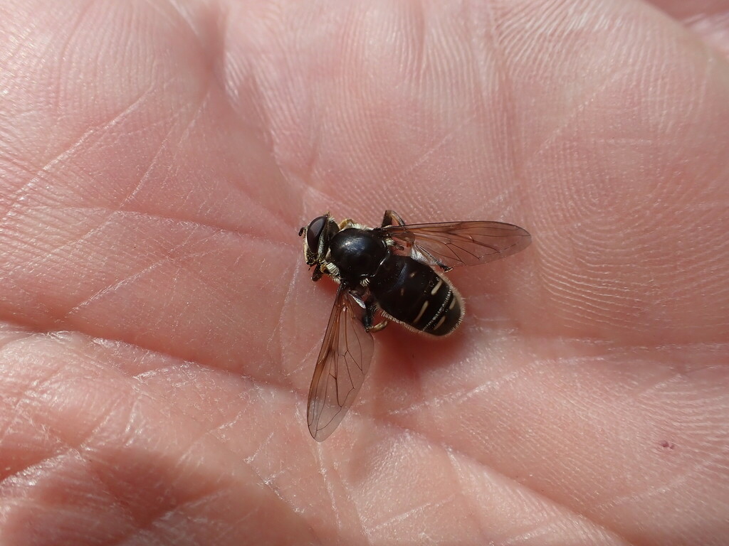 Narrow-banded Pond Fly from Kananaskis, AB T0L, Canada on August 24 ...