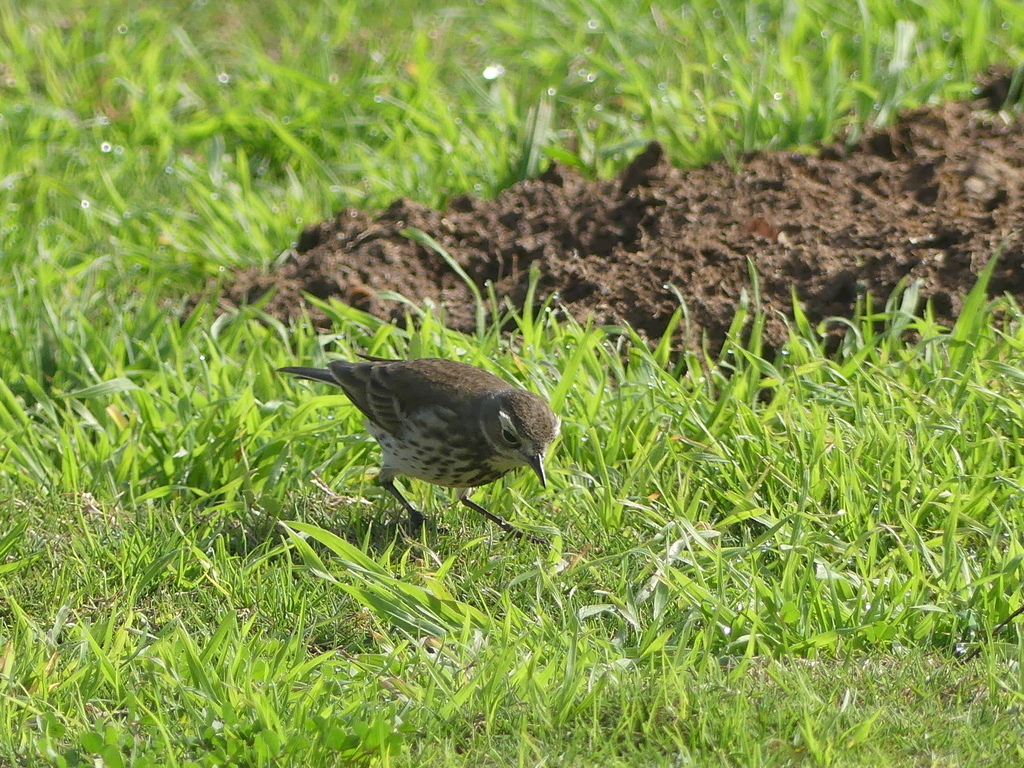American Pipit from Point Loma, San Diego, CA, USA on January 1, 2025 ...